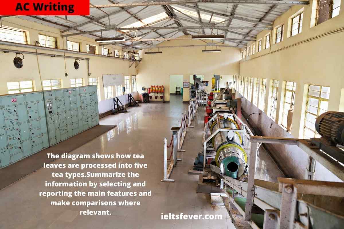 How Tea Leaves Are Processed Into Five Tea Types. - IELTS Fever