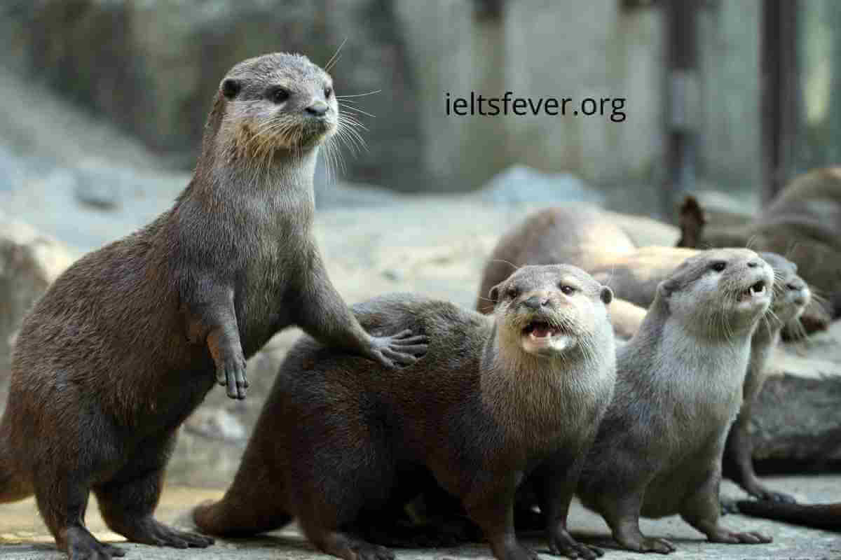 IELTSFever Academic IELTS Reading Test 132 Otter - IELTS Fever